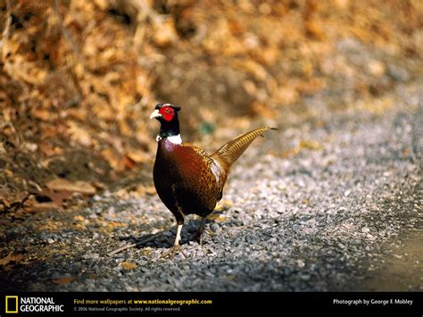🔥 70 Pheasant Wallpapers Wallpapersafari