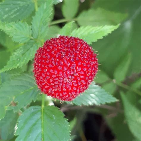 Raspberry Bush Thornless At Stanley Blake Blog