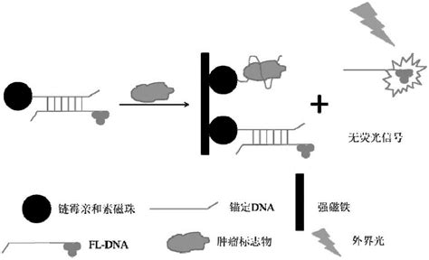 肿瘤标志物检测试剂盒及其制备方法与应用与流程