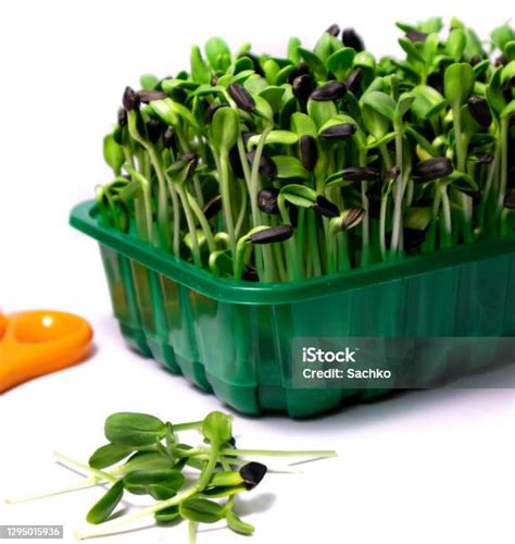 흰색 배경에 해바라기 마이크로 그린의 클로즈업 집에서 씨앗 발아 마이크로그린을 자르기 건강한 식생활에 대한 스톡 사진 및 기타 이미지 건강한 식생활 녹색 농업