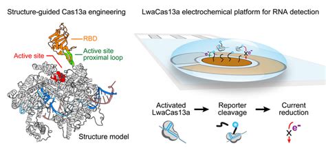 Covid 2 Image Eurekalert Science News Releases