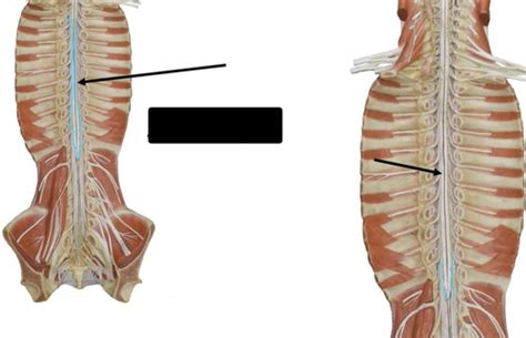 Chapter Spinal Cord Flashcards Quizlet