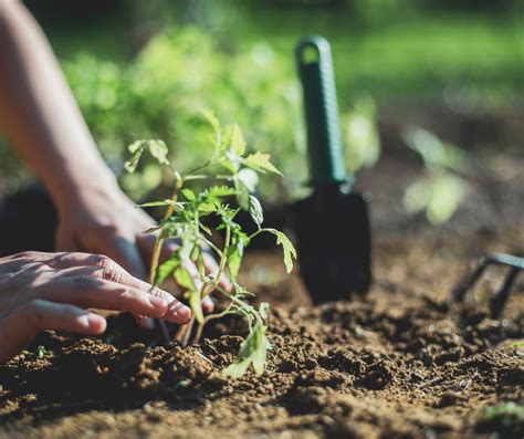 Seed Sowing And Propagation Goldstone Hall Hotel Seed Sowing And Propagation Goldstone Hall Hotel