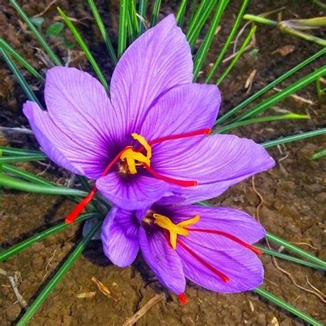 Българска национална асоциация на производителите на шафран