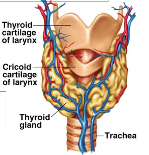 Thyroid And Parathyroid Function Flashcards Quizlet