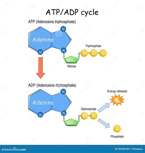Atp Adp Energy Cycle Diagram Alles Was Sie über Formulare In