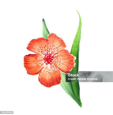 흰색 배경에 수채화 추상화 꽃입니다 오렌지 꽃의 고립 된 아름다운 스타일화 손으로 그린 일러스트 꽃 식물에 대한 스톡 벡터 아트 및 기타 이미지 Istock