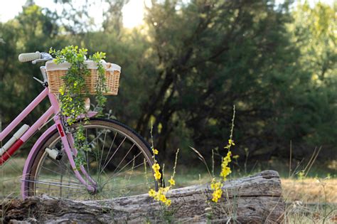 고리 버들 바구니가있는 고립 된 분홍색 빈티지 자전거와 복사 공간이있는 매달린 식물의 측면보기 0명에 대한 스톡 사진 및 기타 이미지 Istock
