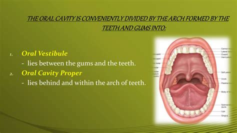 Oral Cavity Proper