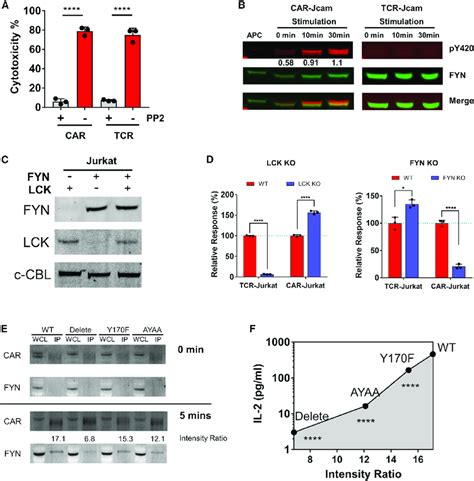 Fyn Is Suggested To Mediate Cd28 Car T Cell Activation In The Absence Download Scientific