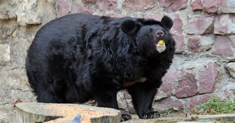 겨울잠 자기 직전의 곰 상태 인스티즈 Instiz 이슈 카테고리