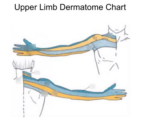 Dermatomes Of Upper Limb Drnmugunthanms Porn Sex Picture My Xxx Hot Girl