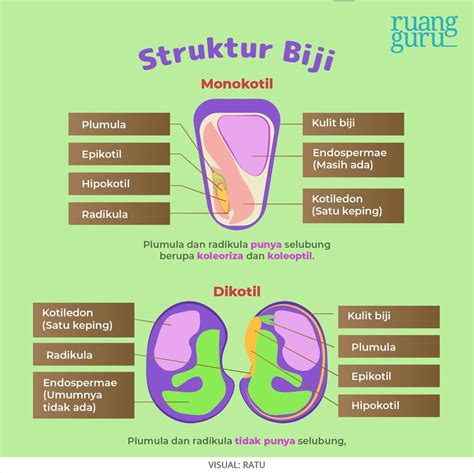 Struktur Biji Monokotil Dan Dikotil Hal Riset