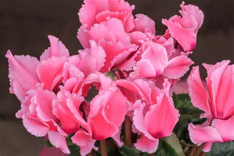 Blossoming 캄파냐의 공장요 핑크 시클라멘 클로즈업 보기 일광 슛 계절에 대한 스톡 사진 및 기타 이미지 계절 꽃 나무 꽃 꽃의 구조 Istock