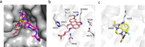 Putative Binding Modes Docking Poses Of Compounds 2 And 6 At The Pts1