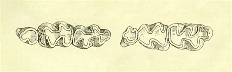 Southern Grasshopper Mouse Onychomys Torridus Faunafocus