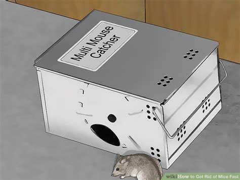 3 Ways To Get Rid Of Mice Fast WikiHow 3 Ways To Get Rid Of Mice Fast WikiHow