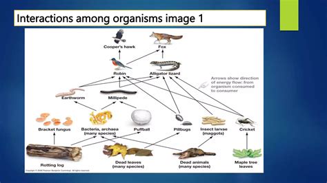 Interactions Among Living And Non Living Things In Intertidal Grade 5