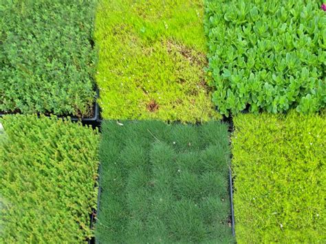 Grass Alternative Ground Cover