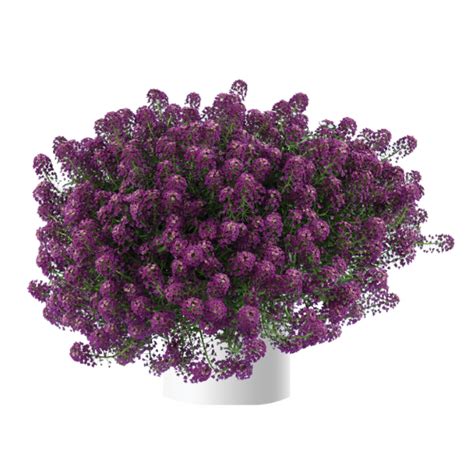Lobularia Hybrida Stream Purple Lucas Greenhouses