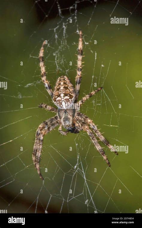Cross Orbweaver European Garden Spider Cross Spider Araneus Diadematus In Its Web Germany