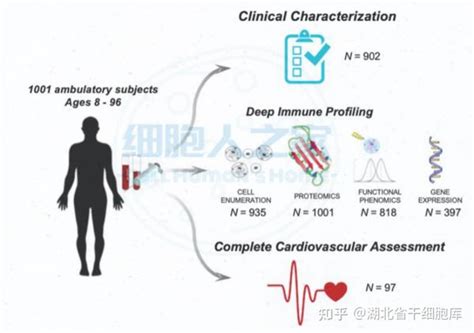 《nature Aging》：炎症衰老时钟问世！免疫系统衰老，可能决定你的寿命！ 知乎