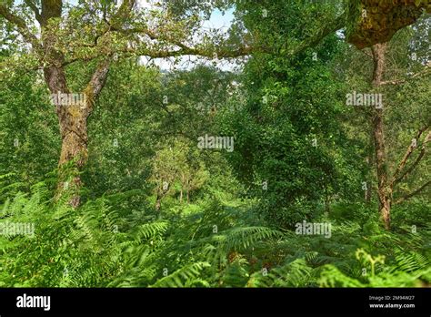 Trees Of All Types And Seasons A Beautiful World Of Differences Trees And Forests Of All Types