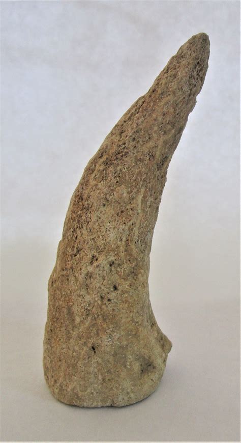 Identification Ammonite Plus Un Probable Fossile Demandes D