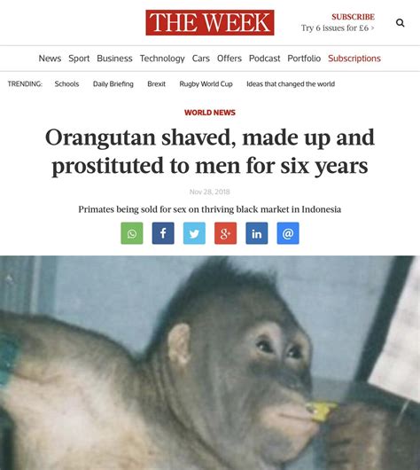 Using Primates As Sex Slaves Orangutan Shaved Made Up And Prostituted