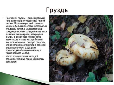 Картинки грибы съедобные и несъедобные 48 шт