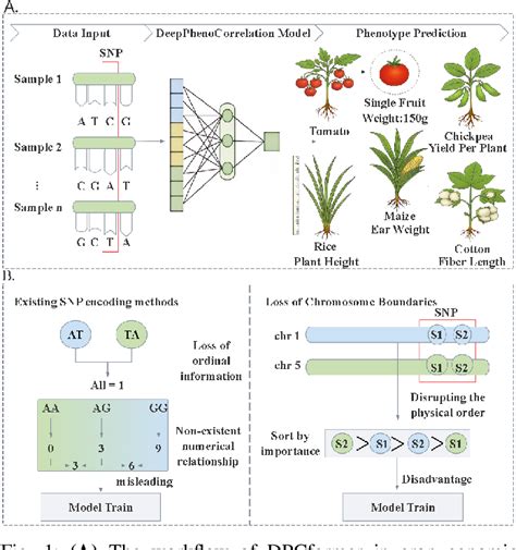 Pdf Dpcformer An Interpretable Deep Learning Model For Genomic