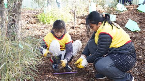 Tree Plantation Drive Adelaide Australia Tree Plantation Drive Adelaide Australia