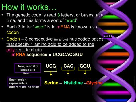 How Many Nucleotide Bases Make Up A Codon The Code Consists Of 64 Codons That Make Up The 20