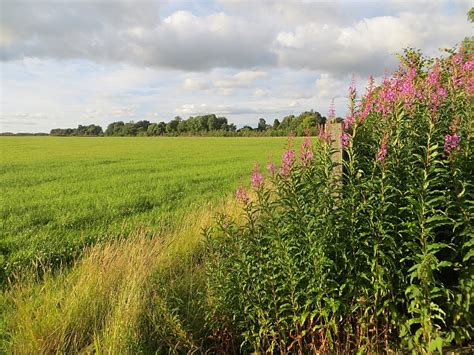 Grassland Overfield © Richard Webb Cc By Sa20 Geograph Britain