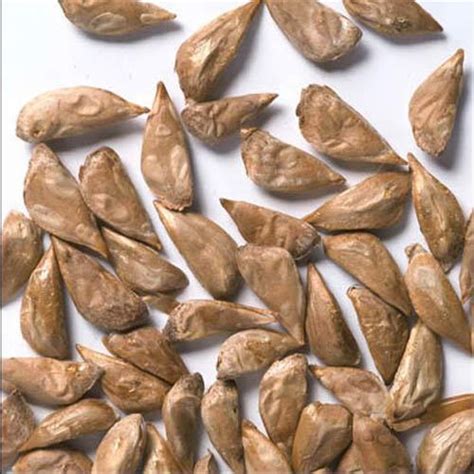 Cedrus Deodara Seeds Wholesale Price And Mandi Rate For Deodar Cedar