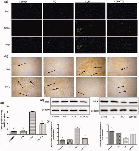 A Tunel Green Fluorescence And Dapi Stained Blue Fluorescence Download Scientific