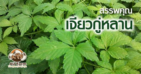 🌿🌱🍃10 สรรพคุณ ประโยชน์ของเจียวกู่หลาน “สมุนไพรแห่งชีวิตอมตะติดตามข้อมูลรายละเอียดได้ที่