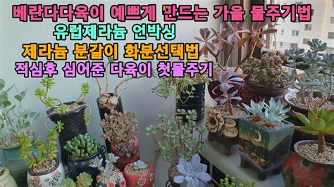 다육이♡ 베란다다육이 예쁘게 만드는 가을 물주기법💓 적심해서 삽목한다육이 첫물주기💓유럽제라늄 언박싱 💓 제라늄 분갈이 화분선택법💓 Youtube