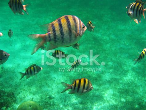 바하마의 열 대 물고기 스톡 사진 Freeimages