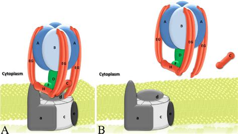 4 Regulation Of V Atpases By Reversible Dissociation Upon Nutrient Download Scientific