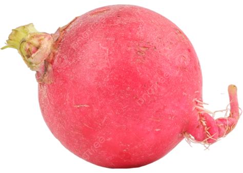 홍백 무 유기농 야채 벡터 홍당무 야채 채소 Png 일러스트 및 이미지 에 대한 무료 다운로드 Pngtree