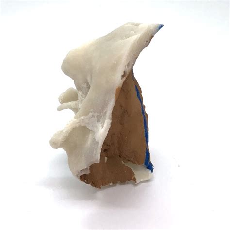 3d Printed Temporal Bone Model Inner Structure Colored Model C14 Kezlex