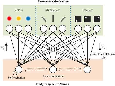 frontiers dual functional states of working memory realized by