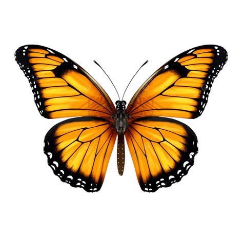 현실적인 군주 나비 그림 나비 군주 주황색 Png 일러스트 및 이미지 에 대한 무료 다운로드 Pngtree