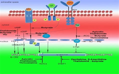 Drugs And Signaling Pathways Involved In γ Globin Gene Download