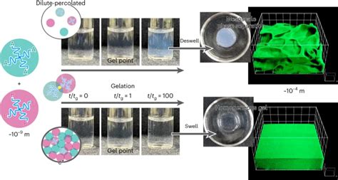 Percolation Induced Gel Gel Phase Separation In A Dilute Polymer Network — Department Of Physics
