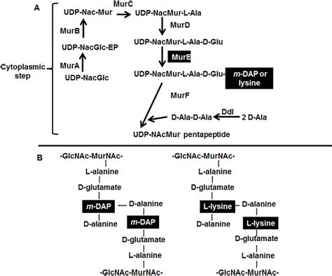 Functional Complementation Analysis Fca A Laboratory Exercise Designed And Implemented To