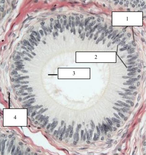 Repro Lab Histology Flashcards Quizlet