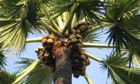 எளிதாக பனை மரம் ஏறுவதற்கு கருவியை கண்டுபிடித்தால் விருது தமிழக அரசு