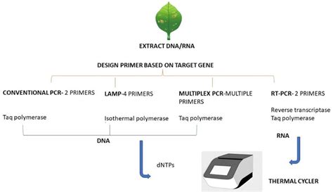 Various Forms Of Pcr Technique In Plant Pathogen Diagnosis Lamp Loop